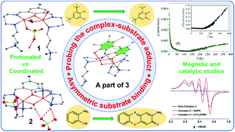 Proton controlled synthesis of two dicopper(ii) complexes and their magnetic and biomimetic ...