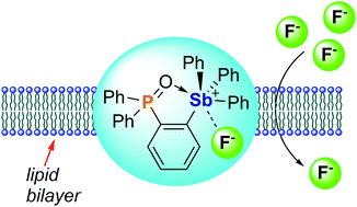 Fluoride anion complexation and transport using a stibonium cation ...