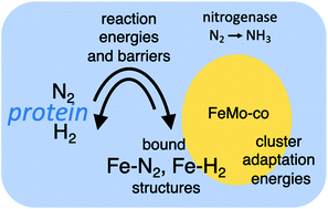 Structures and reaction dynamics of N2 and H2 binding at FeMo-co, the ...