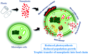 Effects of nanoplastics on microalgae and their trophic transfer along ...