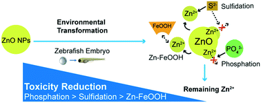 Mechanisms and effects of zinc oxide nanoparticle transformations on ...