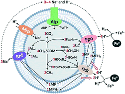 Nano zero-valent iron harms methanogenic archaea by interfering with ...