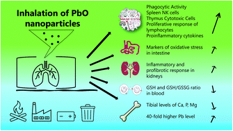 Six-week inhalation of lead oxide nanoparticles in mice affects ...