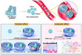 Multi-omics analysis reveals size-dependent toxicity and vascular endothelial cell injury ...