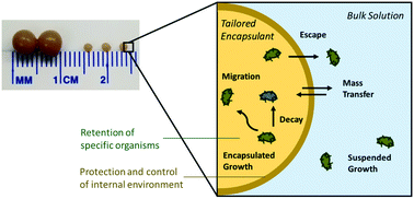 Encapsulating microorganisms to enhance biological nitrogen removal in ...
