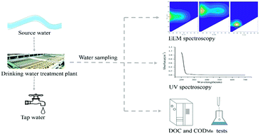 Monitoring DOM in drinking water supply systems using DOC, CODMn, UV ...
