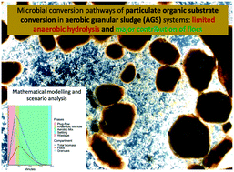 Microbial conversion pathways of particulate organic substrate ...
