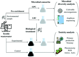 Population dynamics of microbial native consortia efficient for textile ...