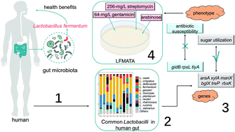 Lactobacillus Fermentum