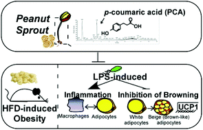 Peanut sprout rich in p-coumaric acid ameliorates obesity and ...