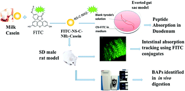 Bioactive peptide release and the absorption tracking of casein in the ...