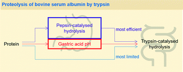 Protein acidification and hydrolysis by pepsin ensure efficient trypsin ...
