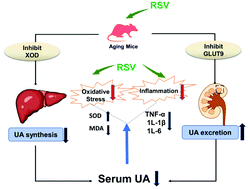 Resveratrol, a novel inhibitor of GLUT9, ameliorates liver and kidney ...
