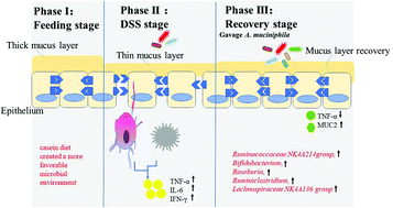 Casein-fed mice showed faster recovery from DSS-induced colitis than ...