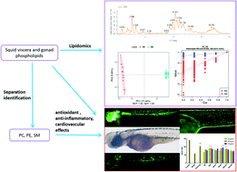 Characterization and bioactivities of phospholipids from squid viscera ...