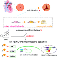 Cardamonin inhibits osteogenic differentiation of human valve ...