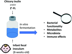 Chicory inulin enhances fermentation of 2′-fucosyllactose by infant ...