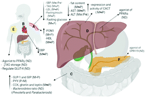 MUFA in metabolic syndrome and associated risk factors: is MUFA the ...