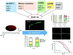 DAF-16 acts as the “hub” of astaxanthin's anti-aging mechanism to ...