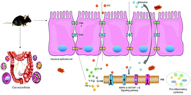 The alleviating effect and mechanism of Bilobalide on ulcerative ...