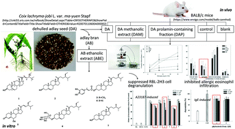 Suppression on allergic airway inflammation of dehulled adlay (Coix ...