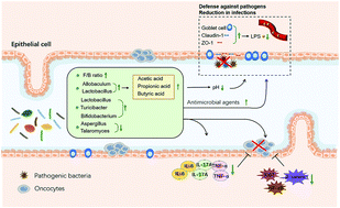Supplementation of kefir ameliorates azoxymethane/dextran sulfate ...
