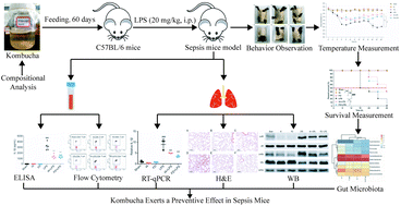 Kombucha ameliorates LPS-induced sepsis in a mouse model - Food ...