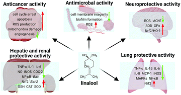 Recent updates on bioactive properties of linalool - Food & Function ...