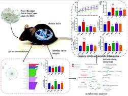 Type 3 resistant starch from Canna edulis modulates obesity and obesity ...