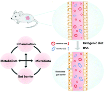 Ketogenic diet aggravates colitis, impairs intestinal barrier and ...