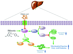 Phloretin attenuation of hepatic steatosis via an improvement of ...
