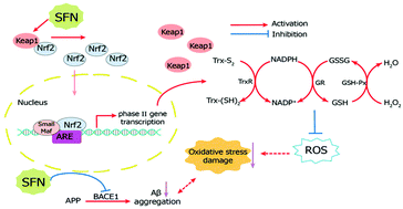 Sulforaphane inhibits the production of Aβ partially through the ...