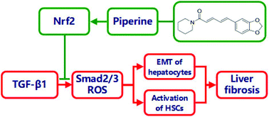 Piperine inhibits AML-12 hepatocyte EMT and LX-2 HSC activation and ...