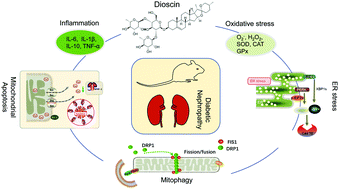 Dioscin relieves diabetic nephropathy via suppressing oxidative stress ...