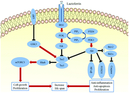 The effect of lactoferrin in aging: role and potential - Food ...