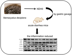 Effects of Nemacystus decipiens polysaccharide on mice with antibiotic ...