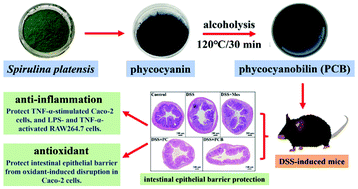 Phycocyanin ameliorates mouse colitis via phycocyanobilin-dependent ...