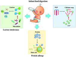 Development of the digestive system in early infancy and nutritional ...