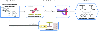 Prebiotic activities of dextran from Leuconostoc mesenteroides SPCL742 ...