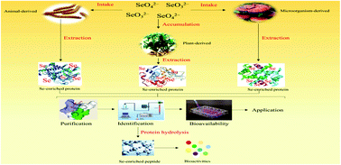 A review on selenium-enriched proteins: preparation, purification ...