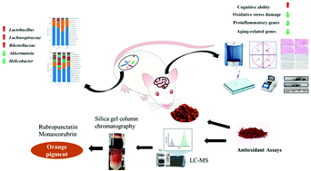 Red yeast rice dietary intervention reduces oxidative stress-related ...