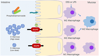Enzymatic modification of d-mannose alleviates DSS-induced colonic ...