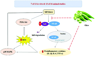 Effects of okra (Abelmoschus esculentus L) on inflammatory mediators: a ...