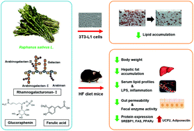 A water soluble extract of radish greens ameliorates high fat diet ...