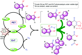 Auto-tandem PET and EnT photocatalysis by crude chlorophyll under ...