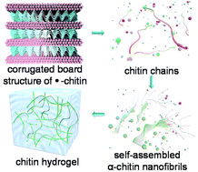 Rapid dissolution of β-chitin and hierarchical self-assembly of chitin ...