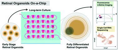 Reproducing A Retinal Disease On A Chip