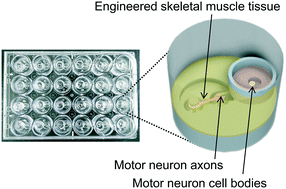 Development of a human neuromuscular tissue-on-a-chip model on a 24 ...
