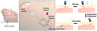 A minimally invasive flexible electrode array for simultaneous ...