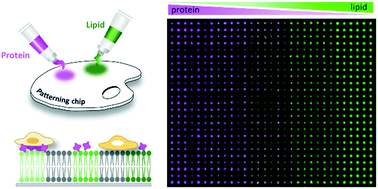 Multiplexed patterning of hybrid lipid membrane and protein arrays for ...